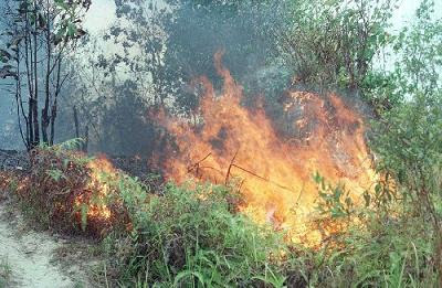 FORESTRY - LEARNING: THE EFFECTS OF SLASHING DAN BURNING OF LAND MANAGEMENT