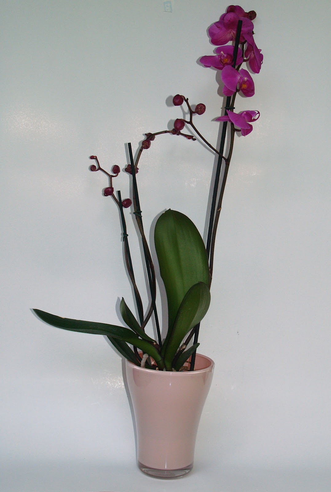 Ely Handmade: Orhidee