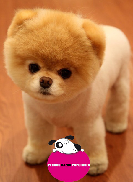 tu mascota favorita: BOO! UN PERRO INCREIBLE Y LLEGO A LA FAMA!