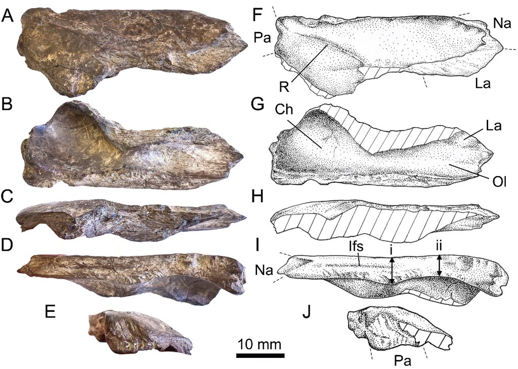 Species New to Science: [Paleontology • 2016] Boreonykus certekorum • A ...
