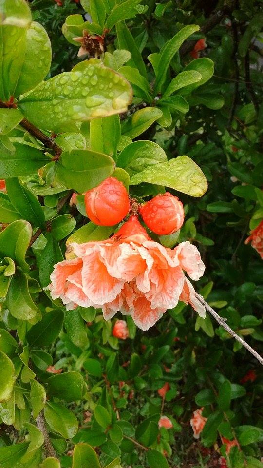 EL GRANADO ORNAMENTAL ( PUNICA GRANATUM ) - El Jardín de Elbe