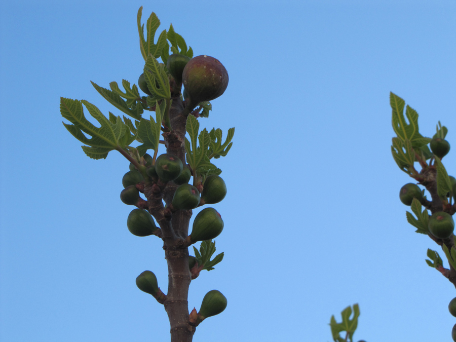 Entre Jaras y Pedreras: AÑO DE BREVAS, MEJOR NO LO VIERAS