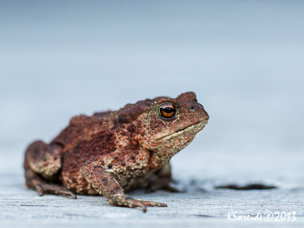 Kjetil Søreides fotoblogg: Padde (Toad)