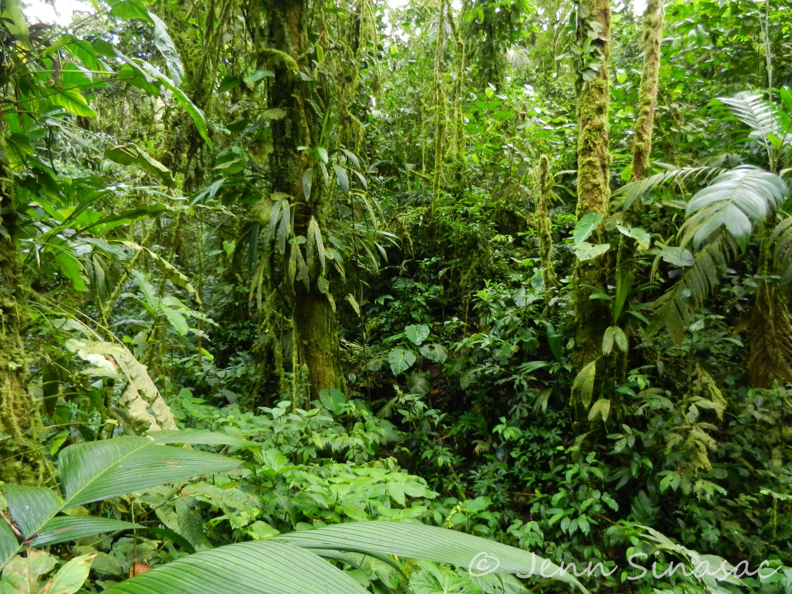 Experience Nature: Eastern foothills of Ecuador - Sumaco Biosphere Reserve
