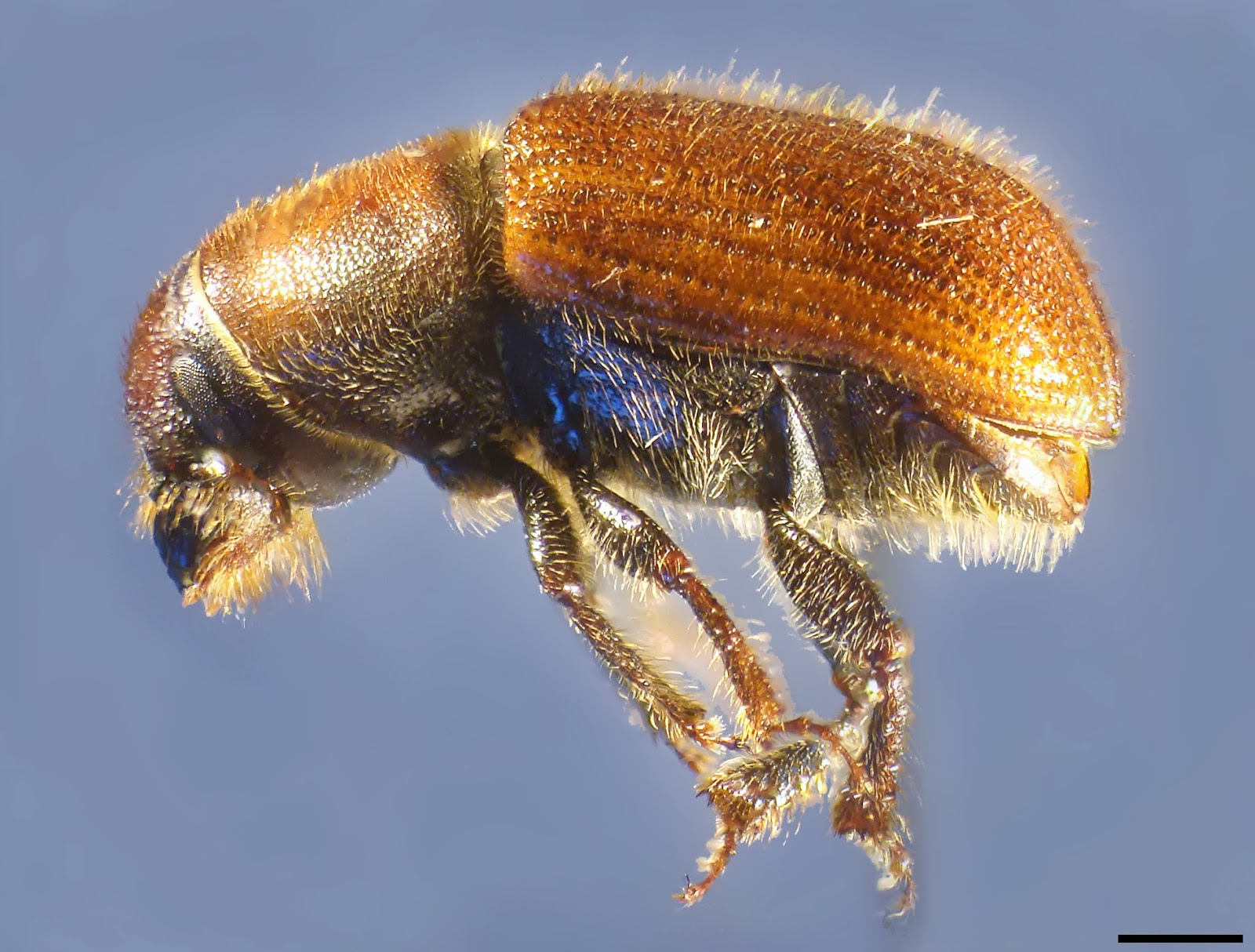 ARTHROPODA MEXICANA: Dendroctonus rhizophagus