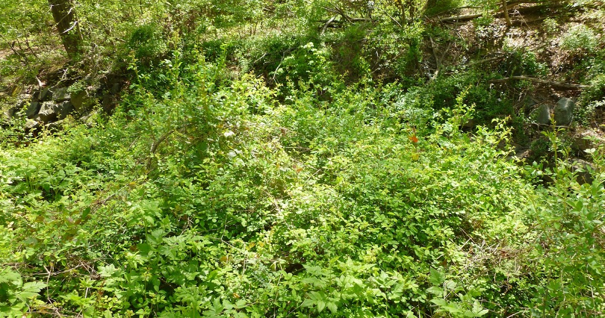 Invasive Plants in Arlington: Dense Multiflora Rose
