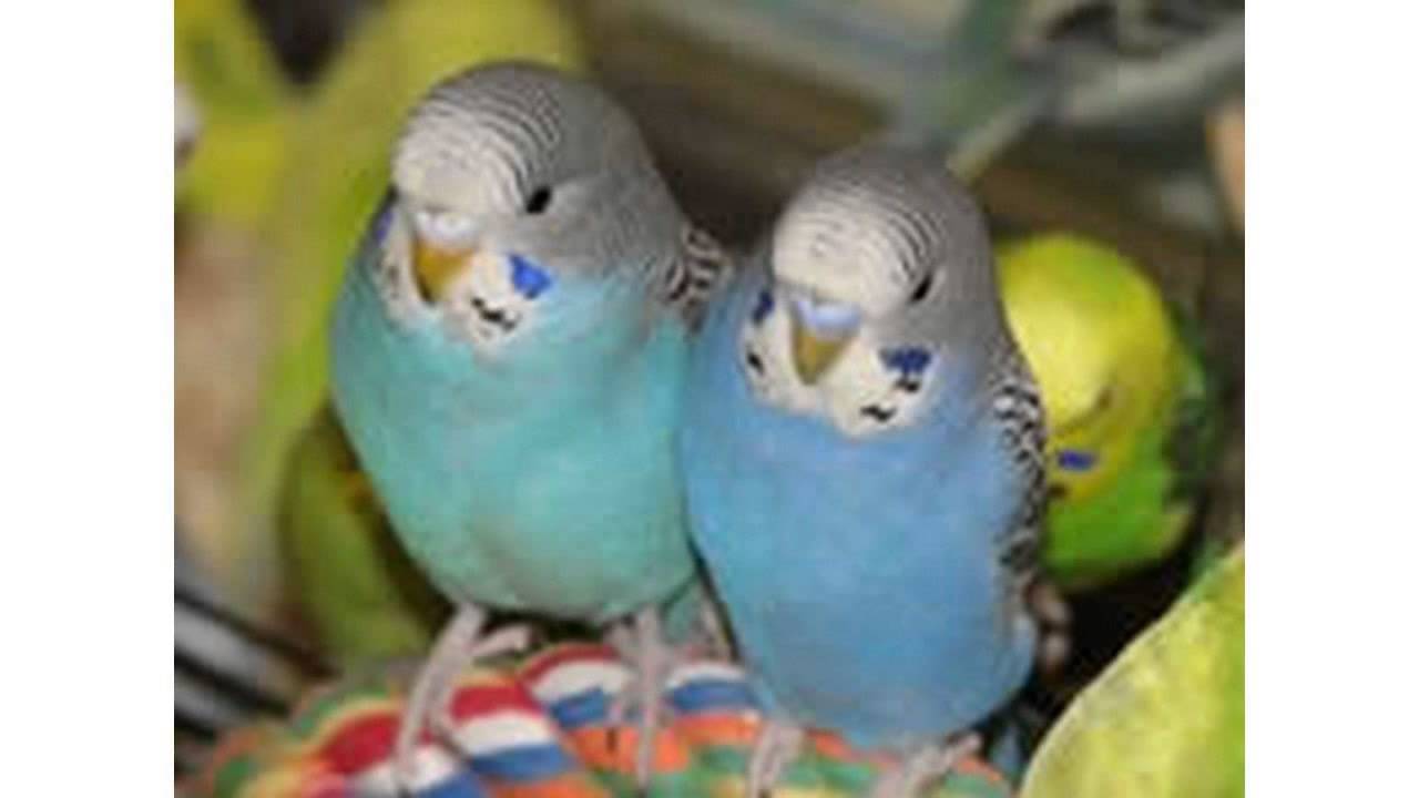 How To Tell The Sex Of A Budgie