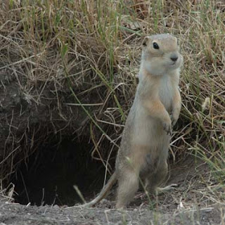 Gopher | Wildlife | The Wildlife