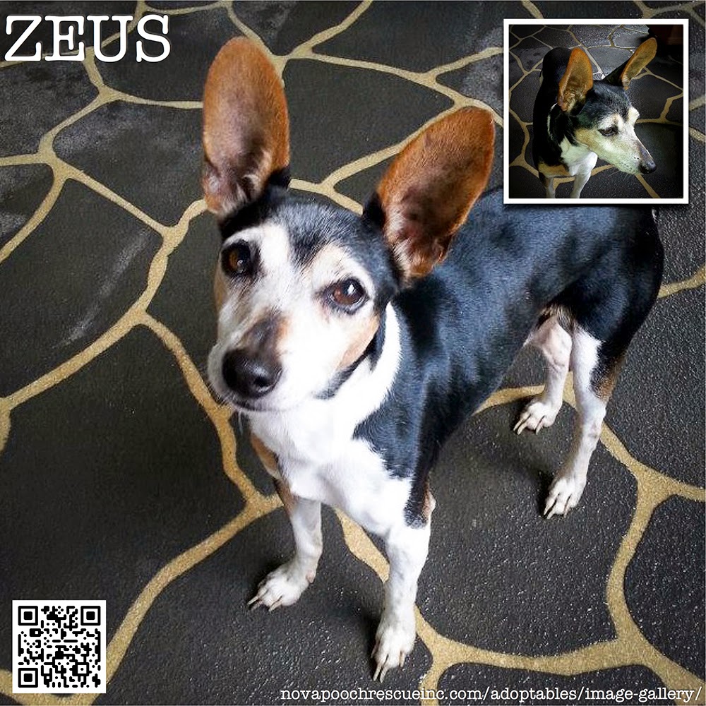 Nova Pooch Rescue Inc.: ZEUS