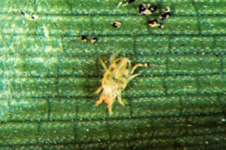 Garden Guy Hawaii: Bamboo Spider Mite