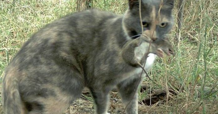 bensozia: Cat Culling in Australia