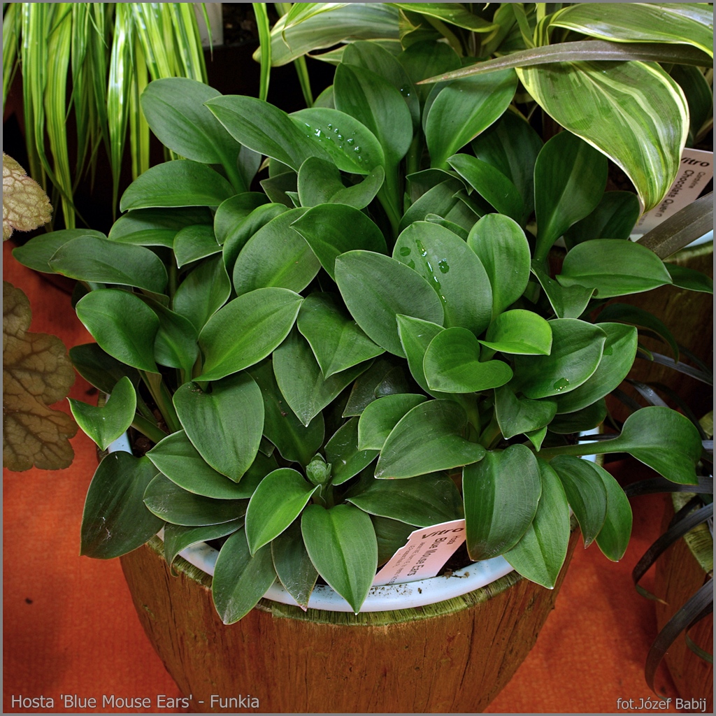 Plant Gallery - Encyklopedia Roślin: Hosta 'Blue Mouse Ears' - Funkia ...