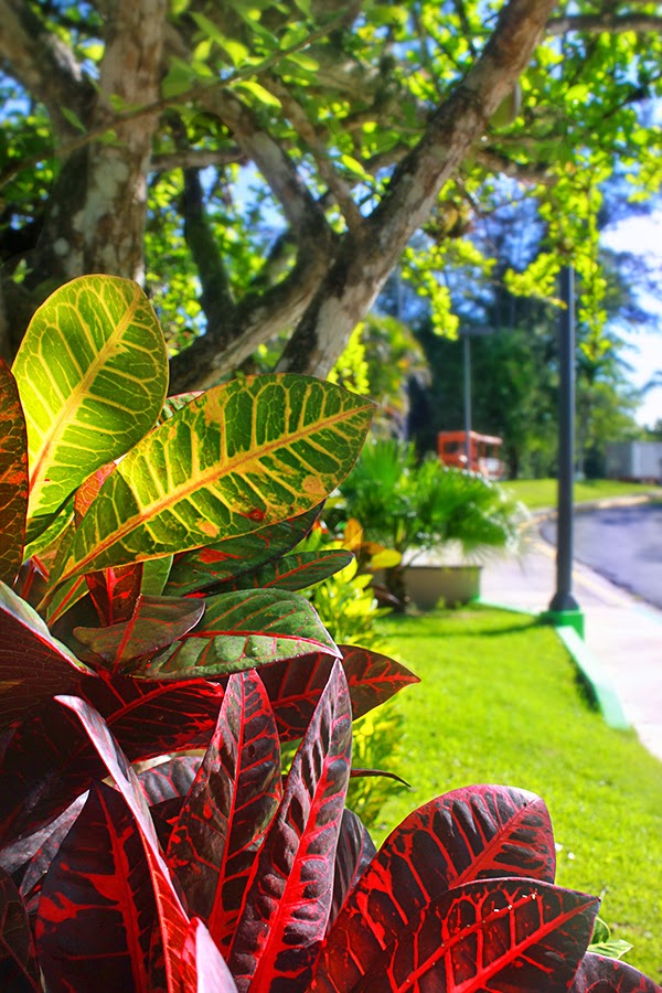 Puerto Rico: Plants & Trees at Rio Camuy Cave Park