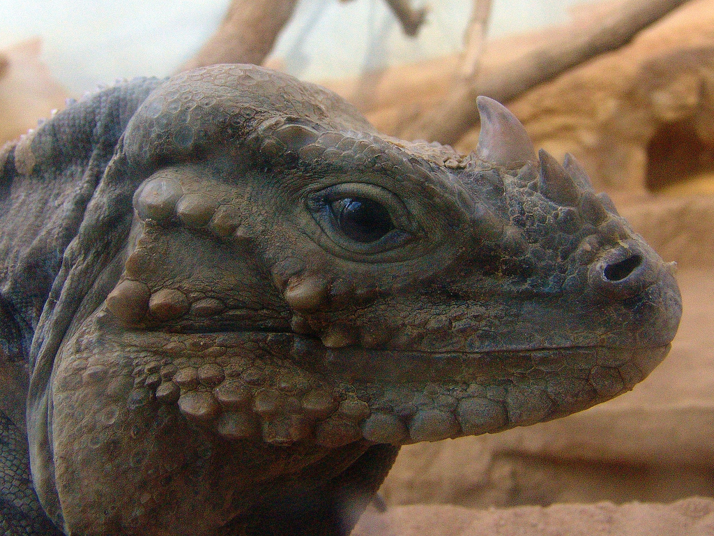 Real Monstrosities: Rhinoceros Iguana