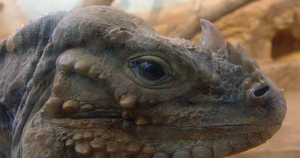 Real Monstrosities: Rhinoceros Iguana
