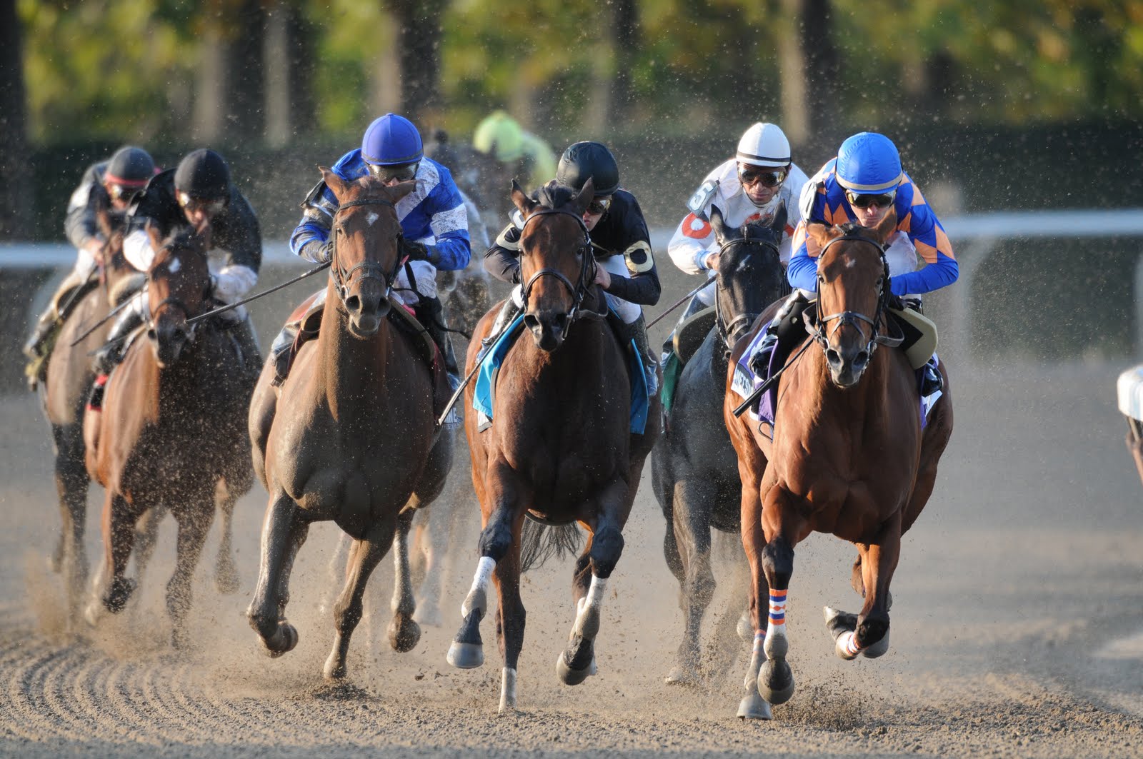 Terranova Racing Stable: Meese Rocks