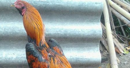 Mengenal warna - warna dasar pada ayam Bangkok