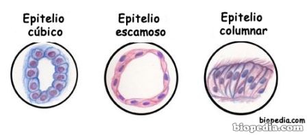 Tejidos Sanguineo y Cartilagenoso