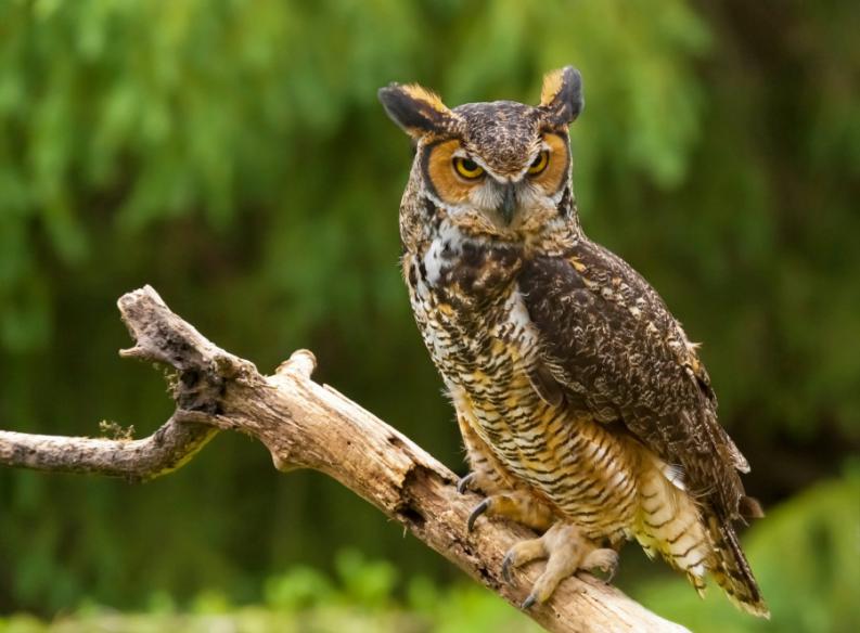 El Búho que quería salvar a la humanidad