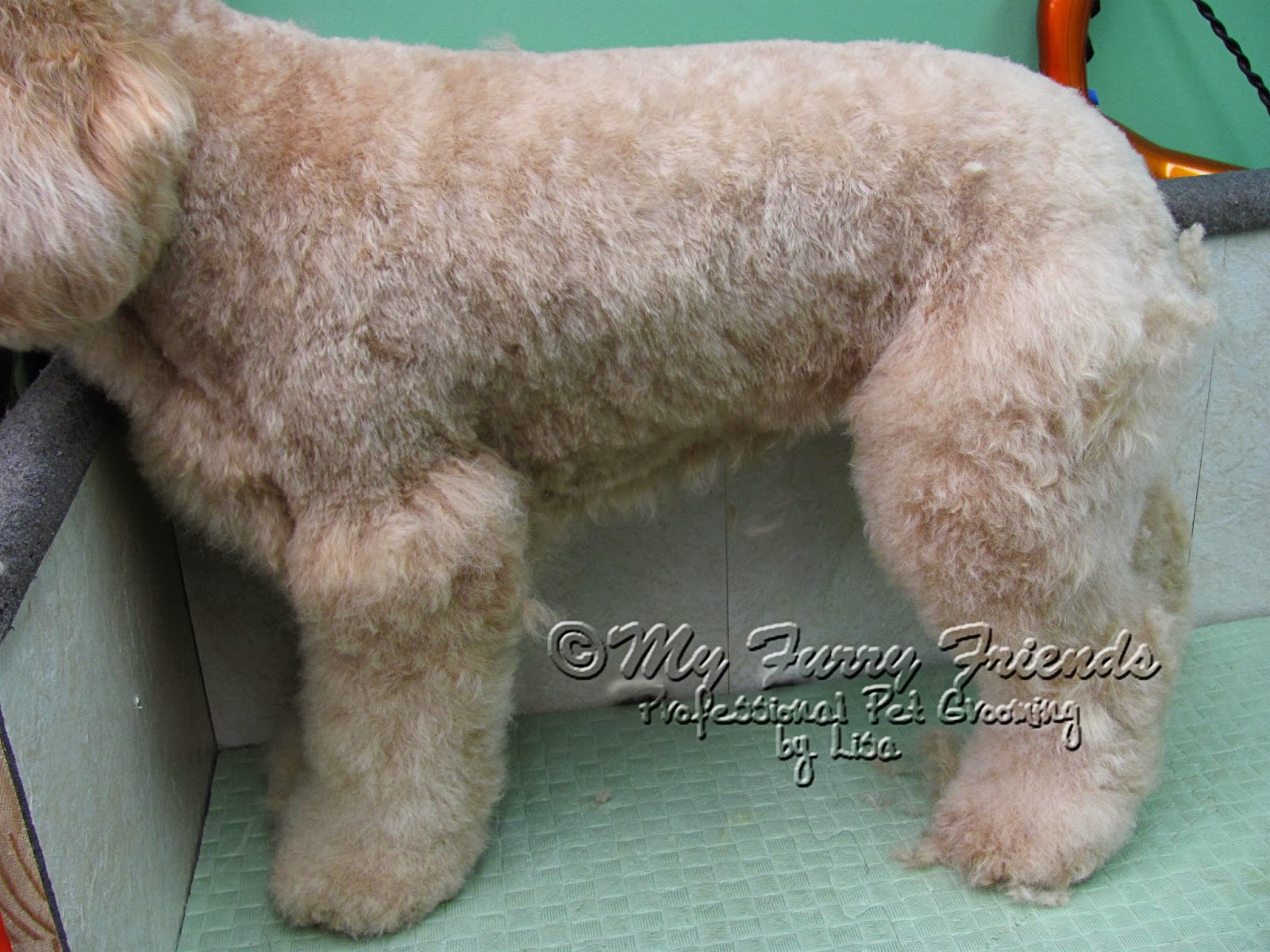 Pet Grooming: The Good, The Bad, & The Furry: Monday Makeover #18 ...