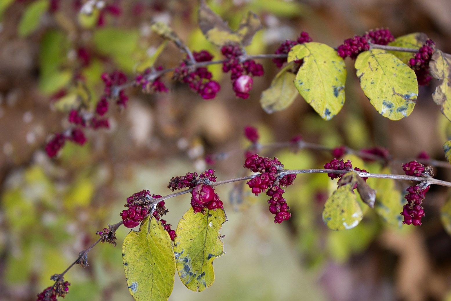 Rurification | Robin Edmundson: Buckbrush [Coralberrry]