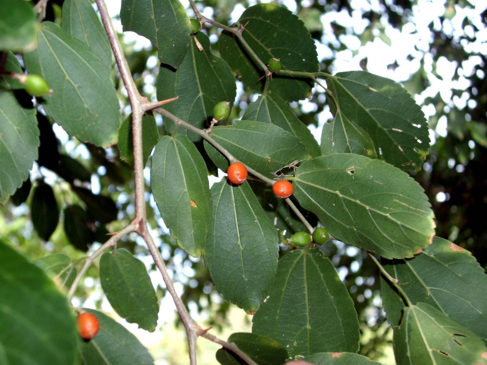 v e r d e c h a c o: Tala