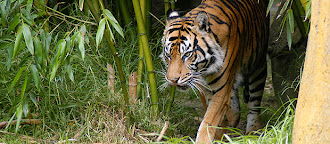 SAVE THE STRIPES: Extinct subspecies and Hybrids