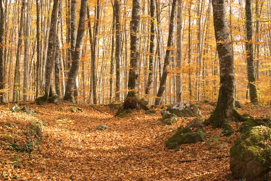 El bloc de l´Oscar: La Fageda D'en Jordà