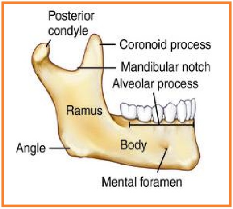 Anatomi Mandibula | Ilmu