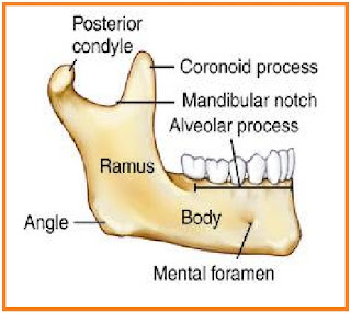 Anatomi Mandibula | Ilmu