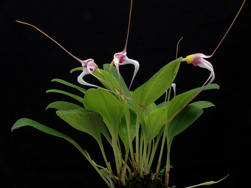 Masdevallia gilbertoi care and culture | Travaldo's blog