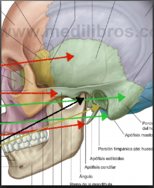 Practico 2 : Osteología de la Cabeza