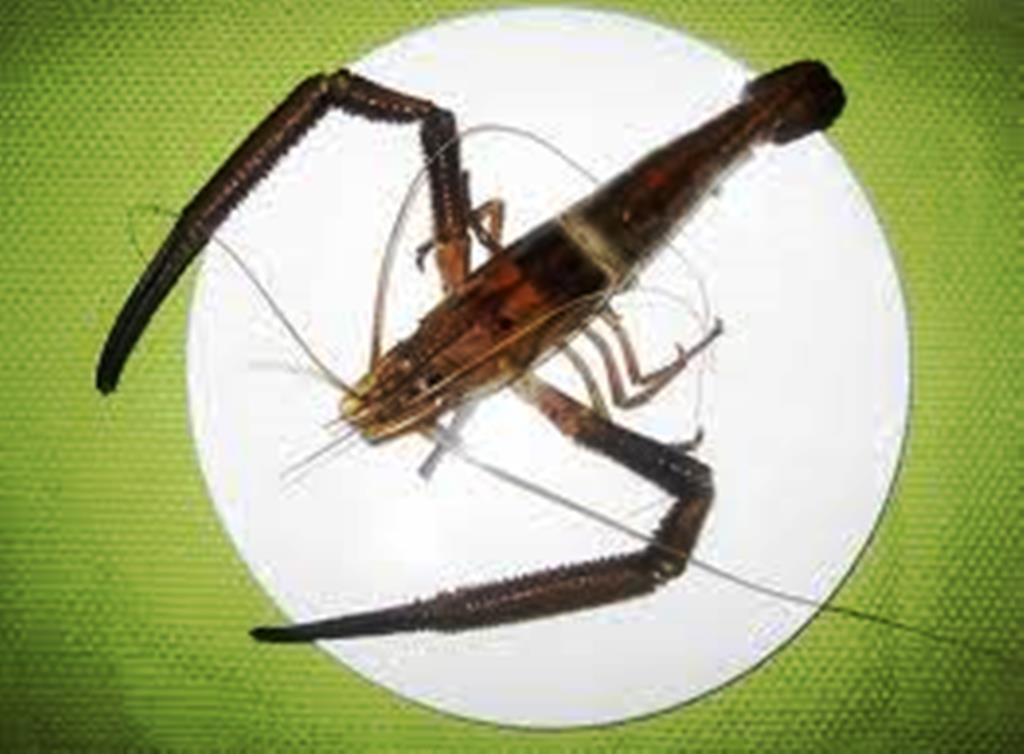 HACEDORES DE HISTORIA: Camarones, Kanos y otros peces del rio Naiguata.