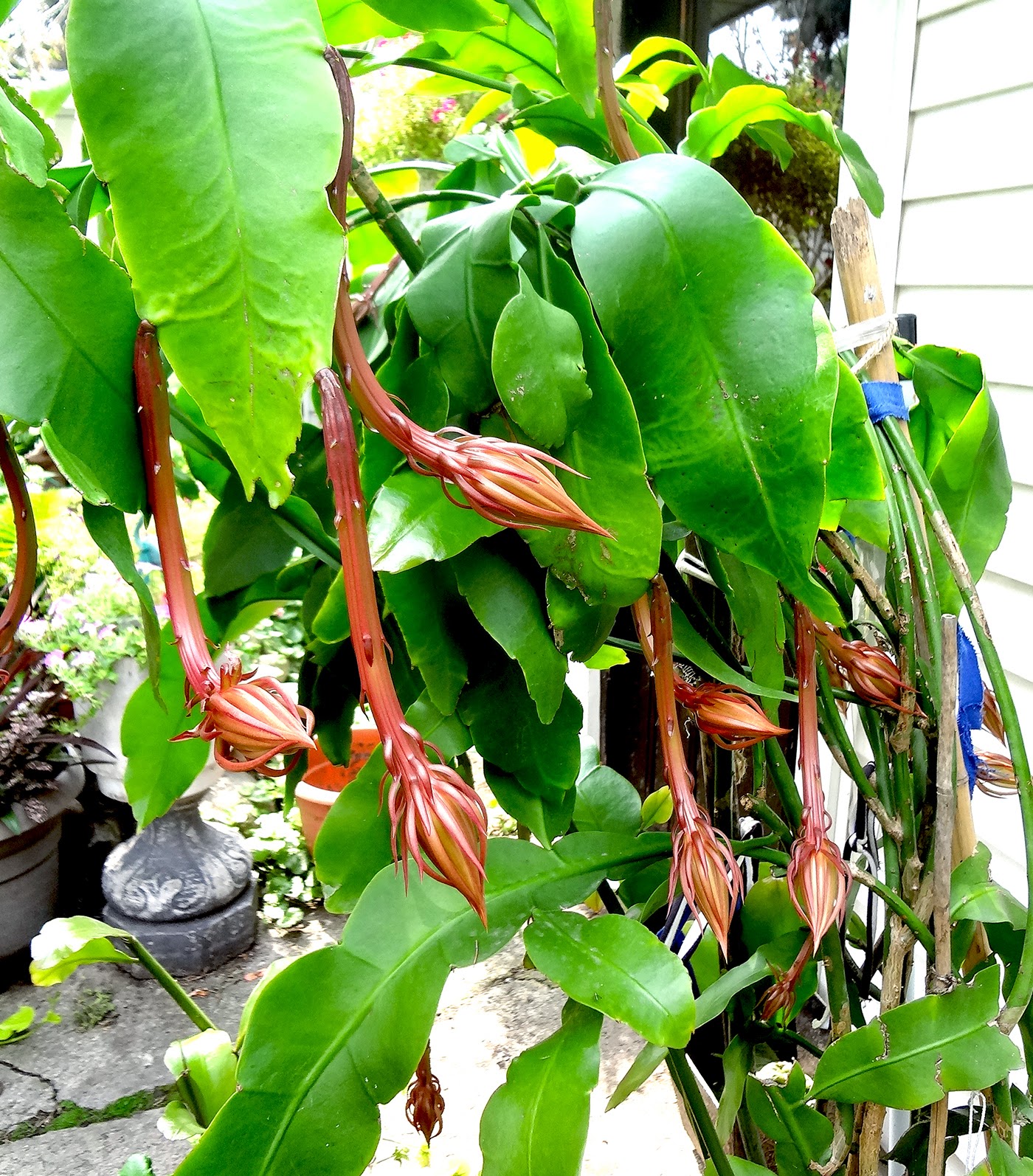 Carmi's Art: Queen of The Night - The Flower That Rules!