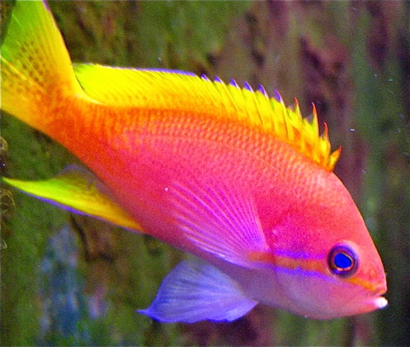 World of FISH: Lyretail Anthias (Pseudanthias squamipinnis)