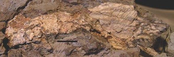 Blog de la Vida Prehistórica: Panderichthys