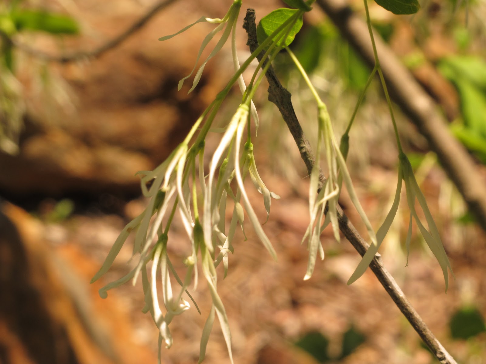 A Year With the Trees: Fringe Tree - Chionanthus virginicus