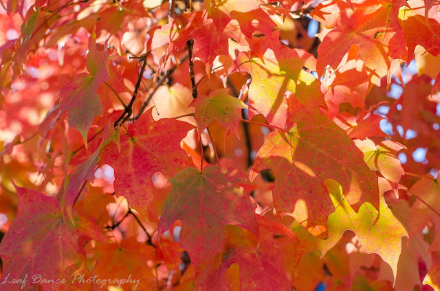 Leaf Dance Photography: The Begining of Autumn // Leaf Dance Photography