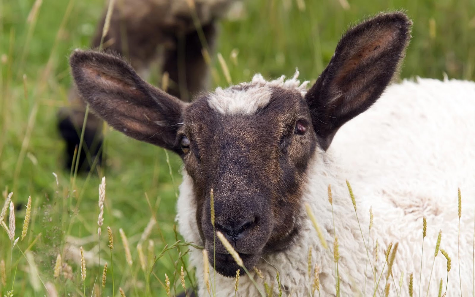 Schapen Achtergronden