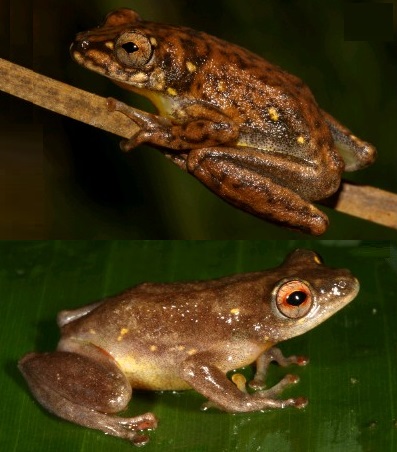 Species New to Science: [Herpetology • 2018] Hyperolius stictus • A New ...