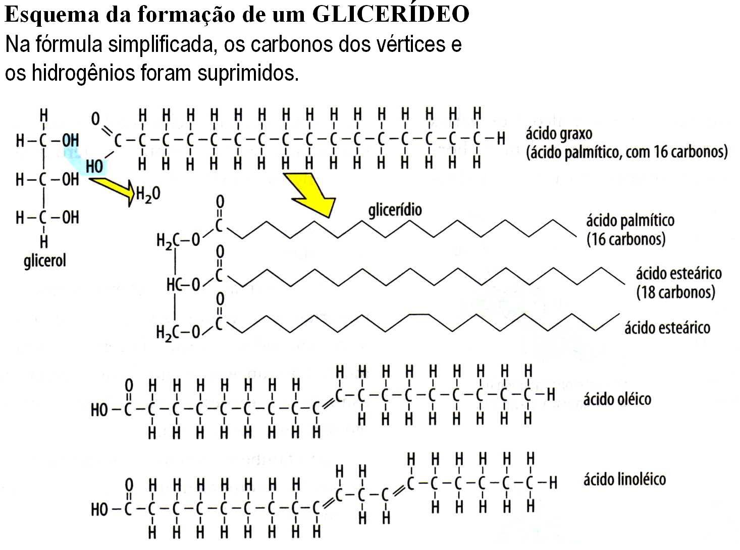 v70profleo-bio1.blogspot.com: BIO 1 - Aula 2 - Bioquímica (Principais ...