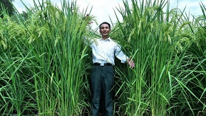Luar Biasa...!!! Padi Raksasa Ini Di Hasilkan Oleh Ilmuan Cina Dari ...