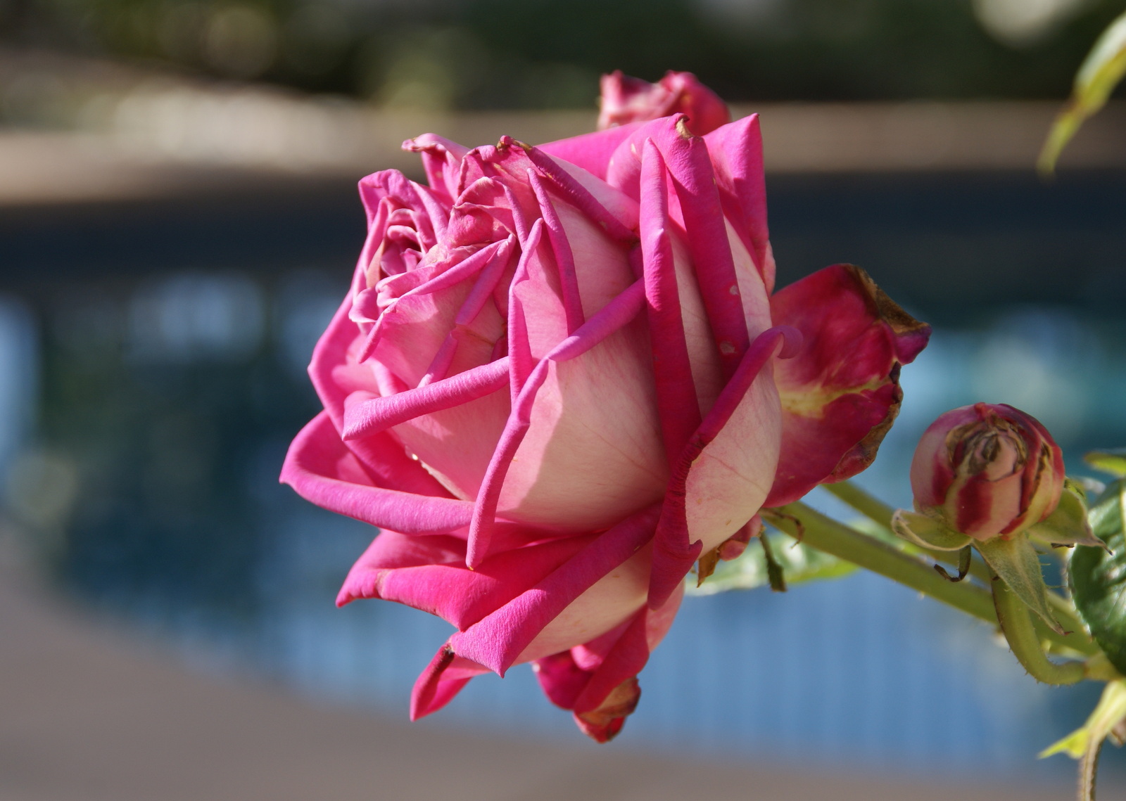 Organic Garden Dreams: December Roses