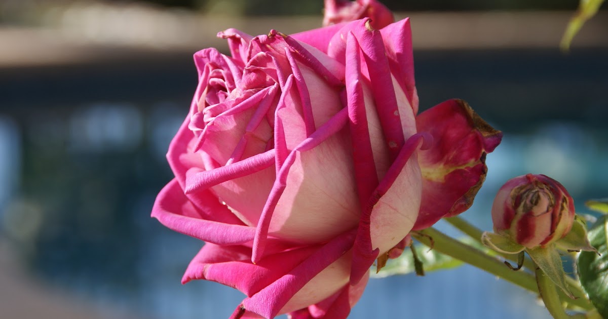Organic Garden Dreams: December Roses