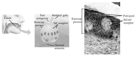 Sistem Regulasi - Pustaka Belajar