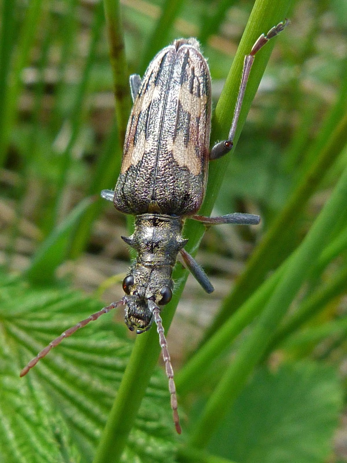 Insects of Scotland: Other Beetles