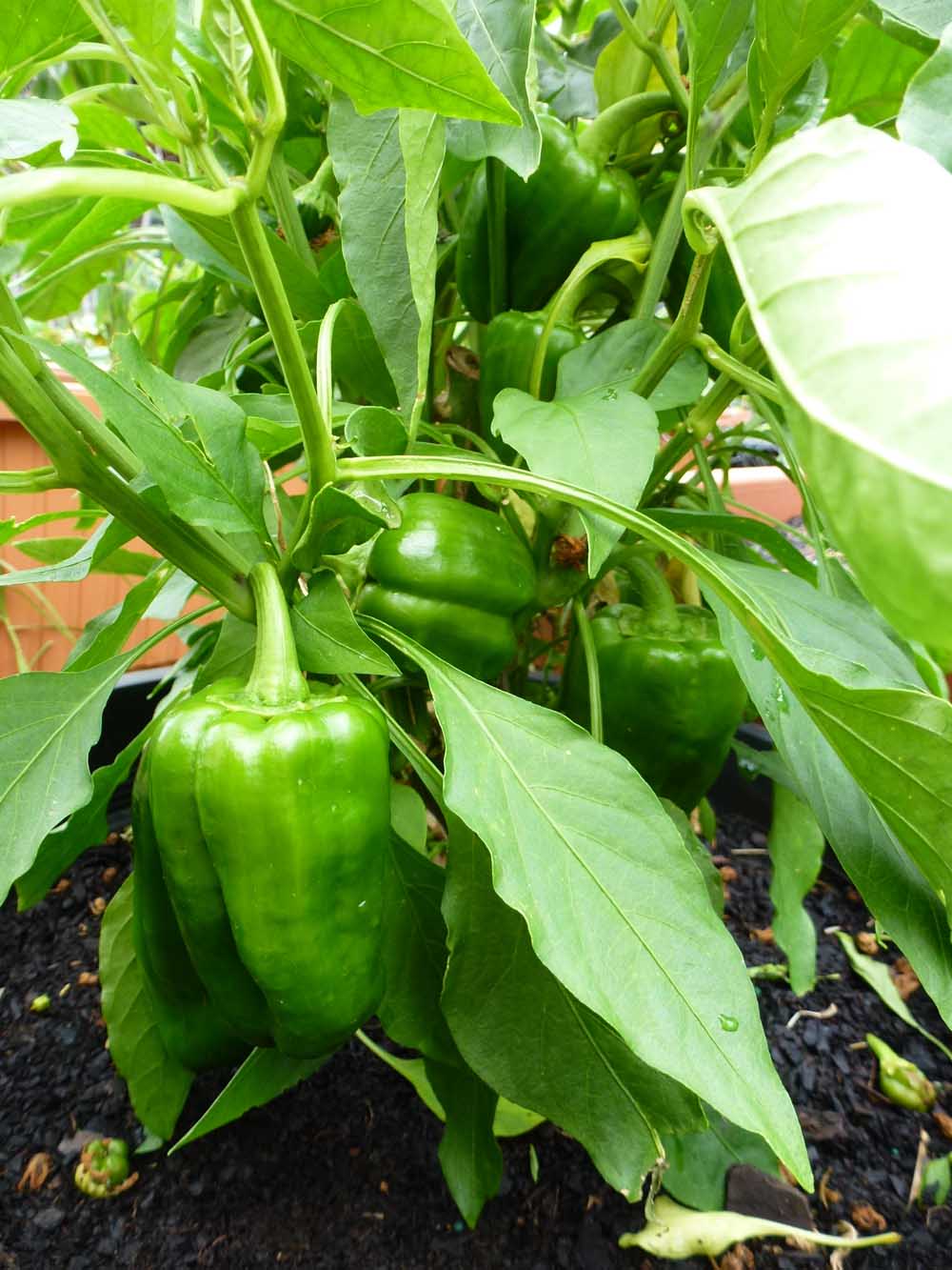 Capsicum