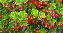 Garden Guy Hawaii: Growing the Hawaiian Ohelo Berry