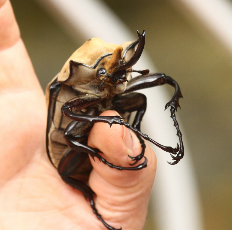 Bfb`s Outdoor Ramblings: Elephant Beetle