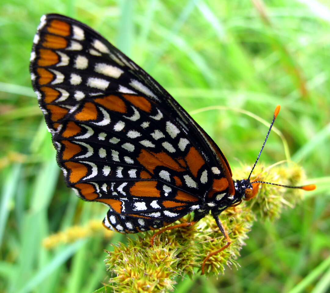 The Joyce Road Neighborhood: Butterfly - Baltimore Checkerspot